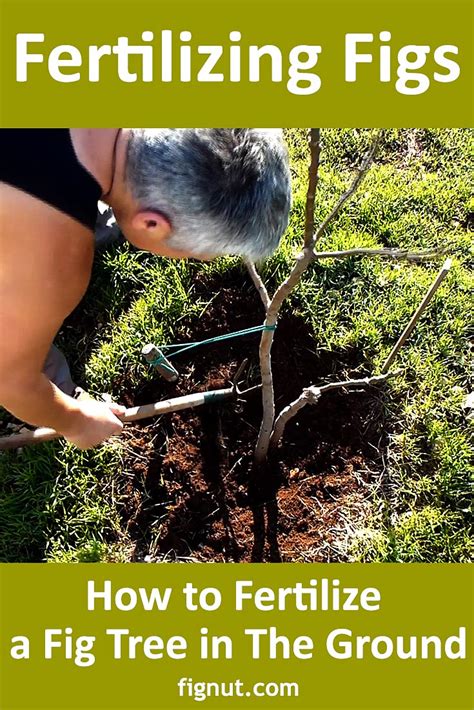 How To Fertilize A Fig Tree In The Ground FigNut