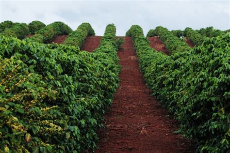 C C V Ng Tr Ng C Ph Vi T Nam Le Cafe