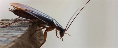 What Makes Cockroaches In Philadelphia So Bad Pestmaster