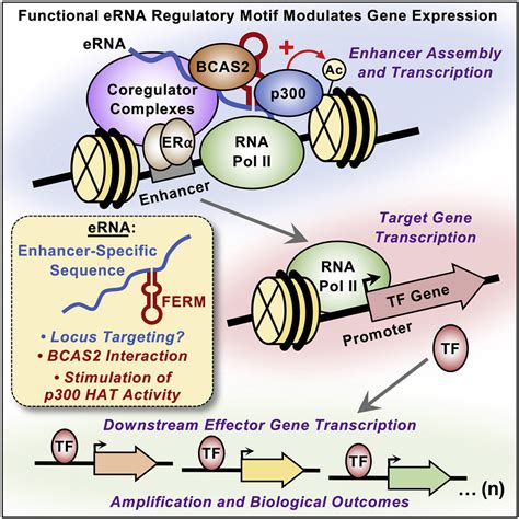 Analysis Of Estrogen Regulated Enhancer Rnas Identifies A Functional Motif Required For Enhancer