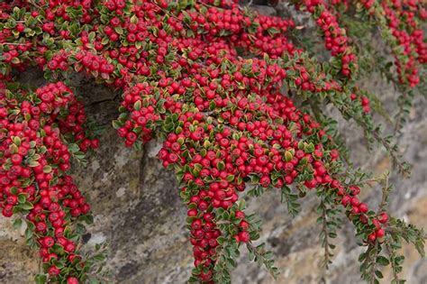 21 Of The Best Cotoneaster Varieties Gardeners Path