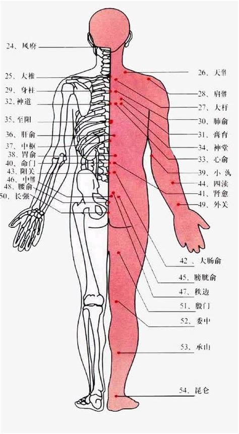人体后背结构图 配图网