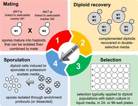 The Four General Phases Of A Yeast Evolution Experiment Involving Download Scientific Diagram