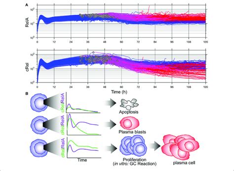 Multiscale Modeling Of B Cell Fates Predicts Cell To Cell Variability