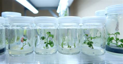 กลุ่มเพาะเลี้ยงเนื้อเยื่อพืช