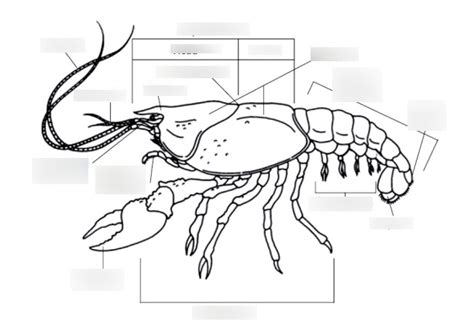Crayfish Dissection Diagram Quizlet