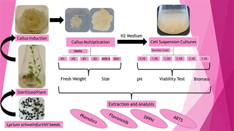 Plant Tissue Culture Callus