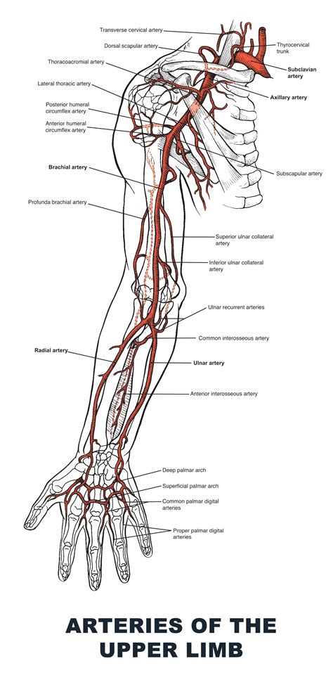 Arteries Diagram Upper Body Diagram Main Arteries Human Body Images