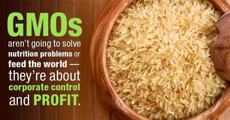 Golden Rice The Gmo Crop Loved By Humanitarians Opposed By Greenpeace