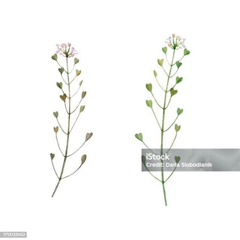 약용 식물 세트 피는 양치기 가방 또는 Capsella Bursa Pastoris 줄기에 뿌리가 있습니다 손으로 그린 수채화 그림은 배경에 분리되어 있다 건강관리와 의술에