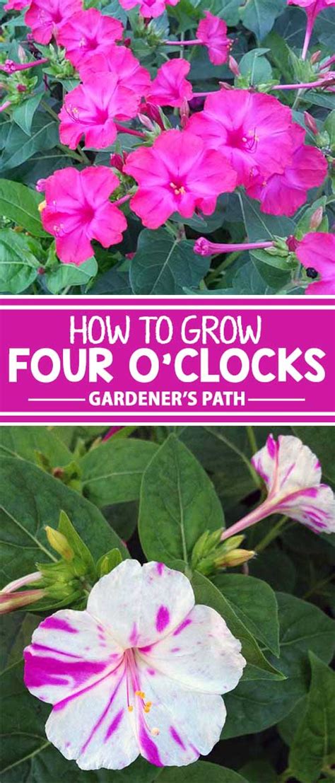 How To Grow And Care For Four Oclock Flowers Gardeners Path