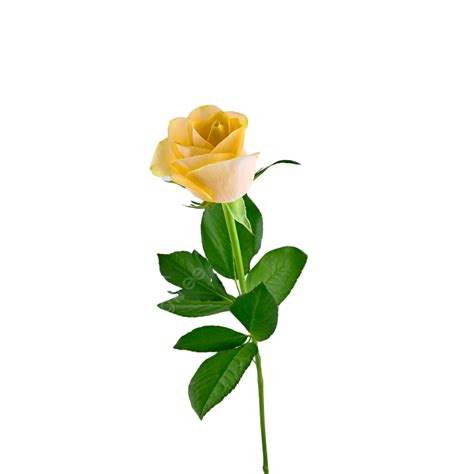 Top 999 All Colour Rose Images Amazing Collection All Colour Rose