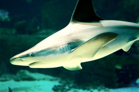 무료 이미지 대양 수중 푸른 암초 척골가 있는 하이 해양 생물학 상어 상어 카라 닌 물떼새 깊은 바다 물고기 호랑이 상어 연골 어류 6000x4000