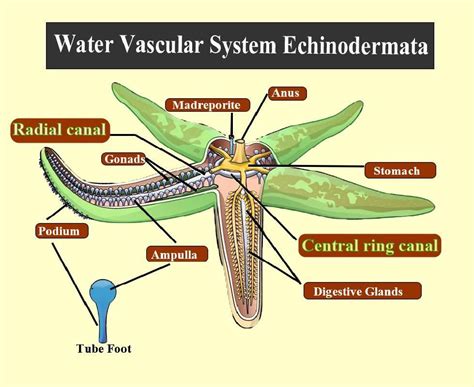 Sponge Circulatory System