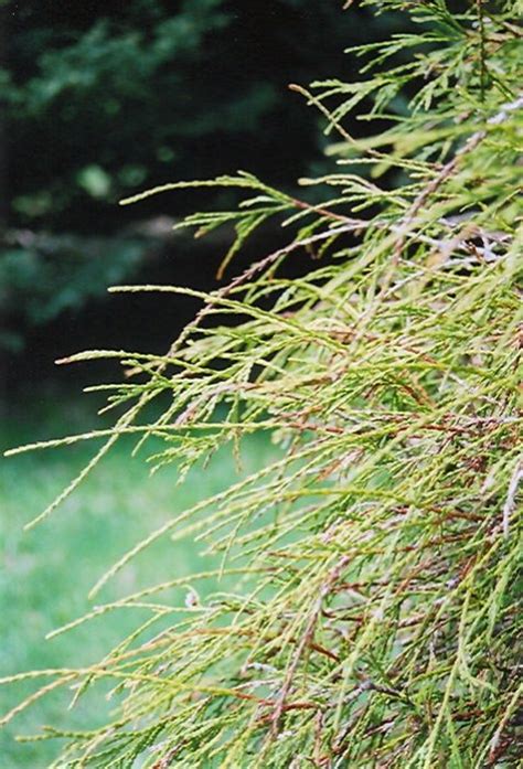 Thuja Arborvitae Weeping Threadleaf Gertens Garden Center