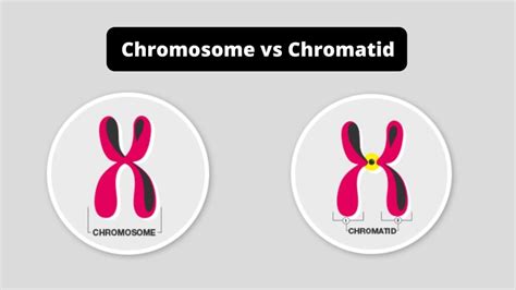 Difference Between Chromosome And Chromatid Chromosome Vs Chromatid Biology Notes Online