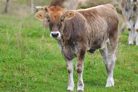 Телята швицкой породы 60 фото