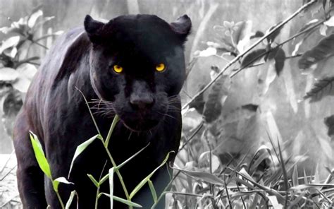 Black Panther Backgrounds Wallpaper Cave