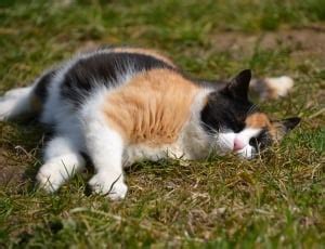 Calico Kitten Free Image Peakpx