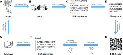 Exemplary Application Of Ddqr In The Storage And Retrieval Of Dna
