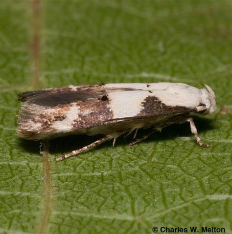 Moth Mompha Definitella Bugguide Net