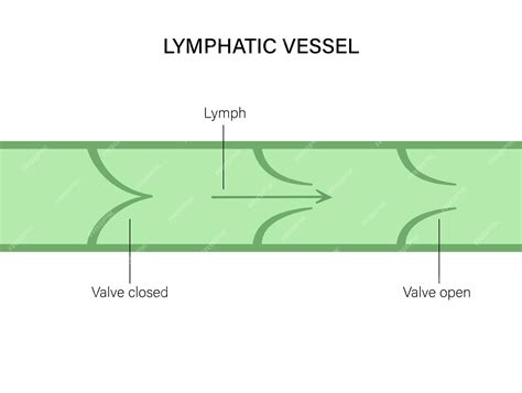Premium Vector Lymphatic Vessel Concept