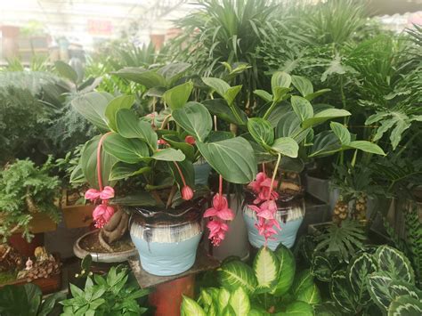 宝莲灯花卉基地 宝莲灯批发基地 宝莲灯是不是木本植物 大山谷图库