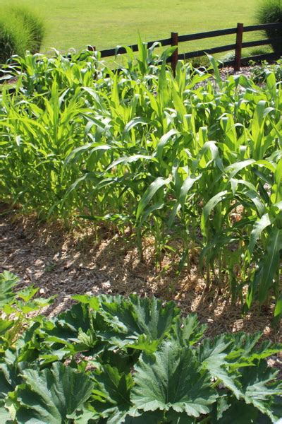 How To Create Raised Garden Rows Garden Design Ideas