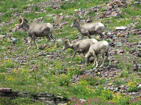 Wildlife In Glacier National Park Xvibjx