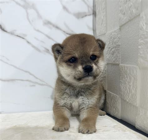 시바이누분양 시바견분양 황시바분양 적시바분양 강아지분양 강아지책임분양 강아지무료분양 광주강아지분양 대전강아지분양 대구강아지분양 익산강아지분양 부산강아지분양