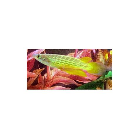 Killi Lineatus Médio Jkaquarismo