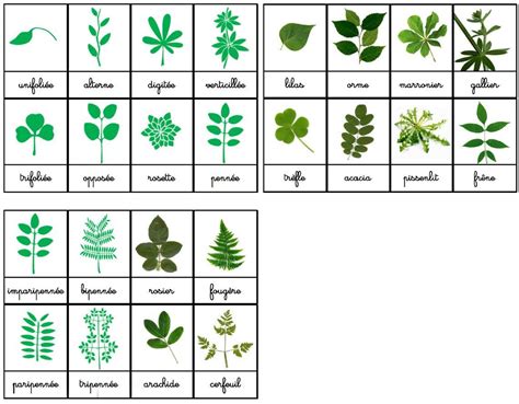 Les Plantes Les Diff Rents Types De Feuilles Cole De La For T