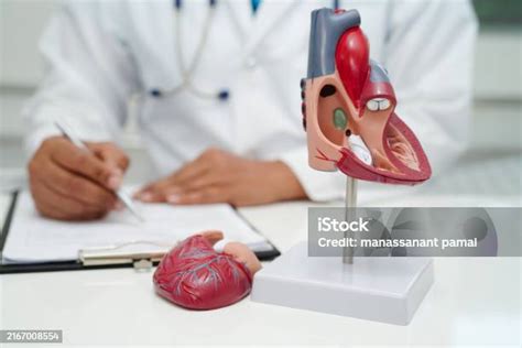 심혈관 질환 Cvd 병원에서 치료 환자를 위한 심장 인간 모델 해부학을 가진 의사 건강 진단에 대한 스톡 사진 및 기타 이미지 건강 진단 건강관리와 의술 검사 보기