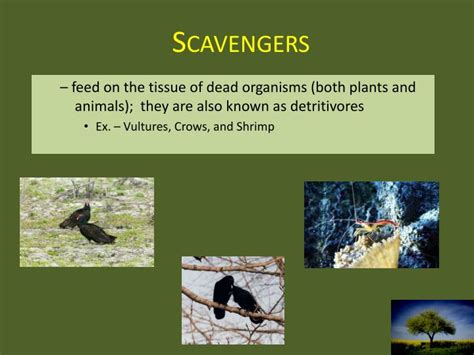 Ppt Ecology 101 Powerpoint Presentation Id2003136