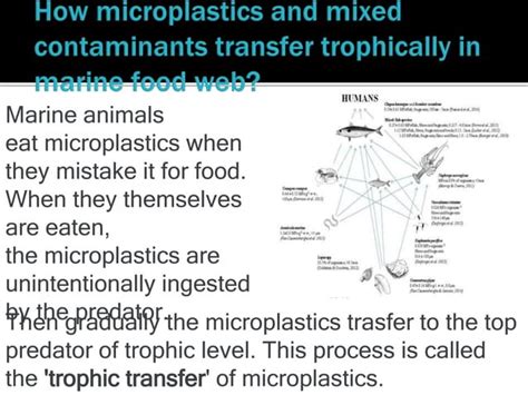 Trophic Transfer Of Microplastics And Mixed Contaminants In The Marine Food Web And Implications