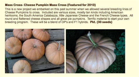 Long Island Cheese Pumpkin Project — Lirsc