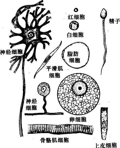 细胞 中国女性百科