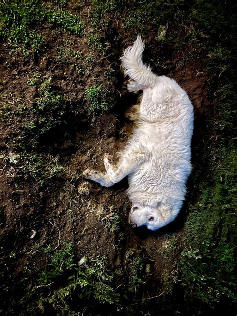 Unreal Unearth Alternate Album Art R Hozier