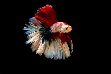 검은 색 배경에 고립 된 물고기와 싸우는 샴 물고기 멋진 색상 블랙 분리 텍스트 공간입니다 감금 상태에 대한 스톡 사진 및 기타