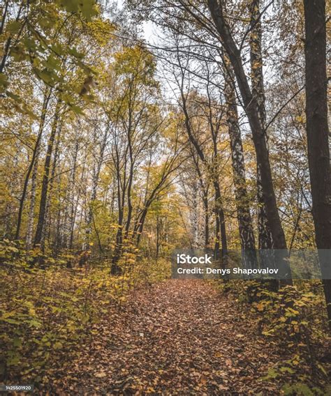 가을 자작 나무와 참나무 숲의 분위기있는 요정 산책로 흐린 날씨에 10 월 숲의 길 0명에 대한 스톡 사진 및 기타 이미지 0명 가을 경관 Istock