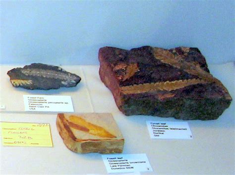 Fossils Gem And Lapidary Council Of Nsw