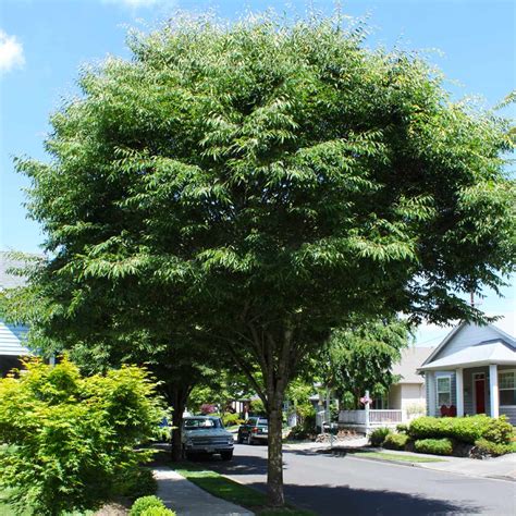 Green Vase® Zelkova Trees For Sale