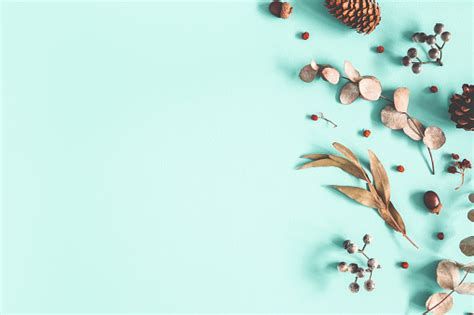 겨울 구성 파스텔 블루 배경에 말린 잎 열매 소나무 콘 가을 가을 겨울 컨셉 플랫 레이 상단 보기 복사 공간 0명에 대한 스톡 사진 및 기타 이미지 Istock