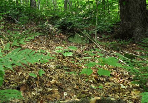 Forest Floor Layer