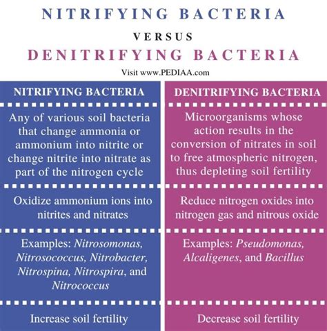 What Is The Difference Between Nitrifying And Denitrifying Bacteria Pediaa Com