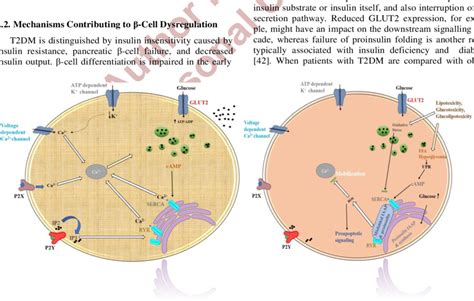 Multiple Reasons For β Cell Dysfunctioning A Higher Resolution Download Scientific Diagram