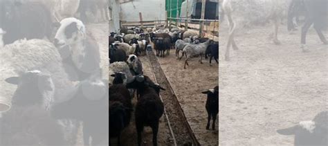 Барашки купить в Шыгырдане Животные и зоотовары Авито