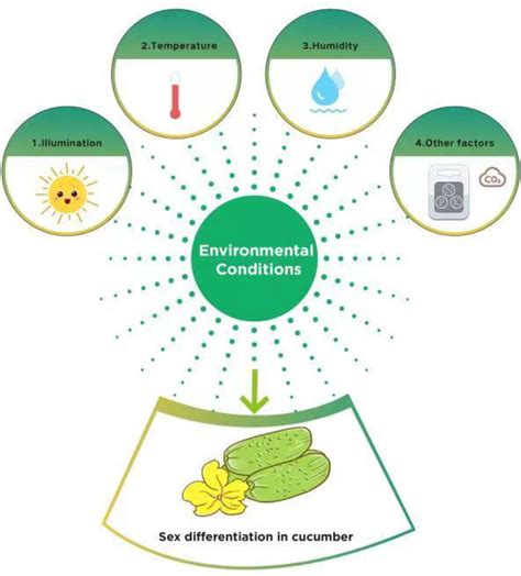 frontiers advance in sex differentiation in cucumber