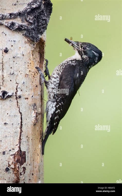 American Three Toed Woodpecker Picoides Dorsalis Female Feeding On Insect British Columbia