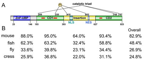 Structure Expression Regulation And Subcellular Localization Of Usp16 Encyclopedia Mdpi